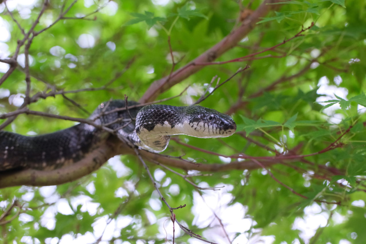 Out of the Wild — The New Atlantis