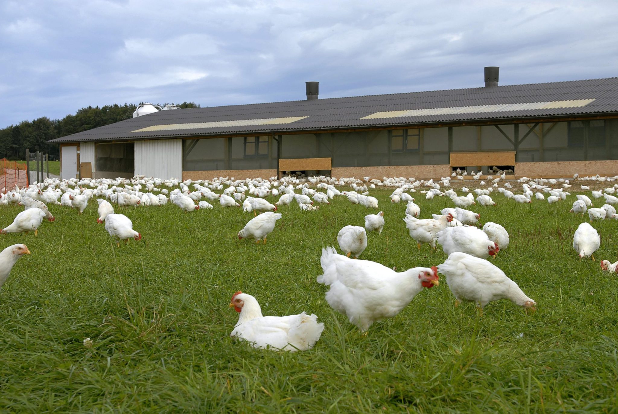 Oiling the Chicken Machine — The New Atlantis